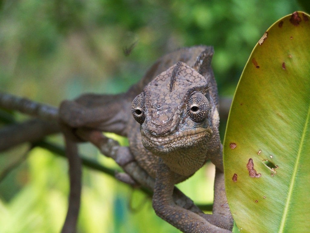 cameleon - Madagascar Island
